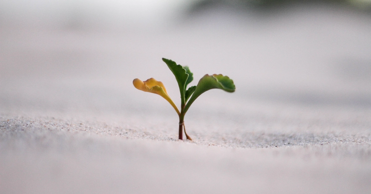 How we increased Lordicon MRR by 20% with interactive animation - Lordicon